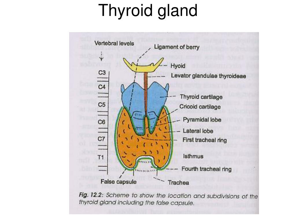 Ppt Thyroid Gland Powerpoint Presentation Free Download Id 1750248