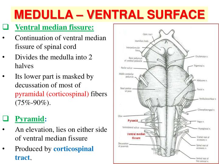 PPT - Brain stem 1 PowerPoint Presentation - ID:1750254