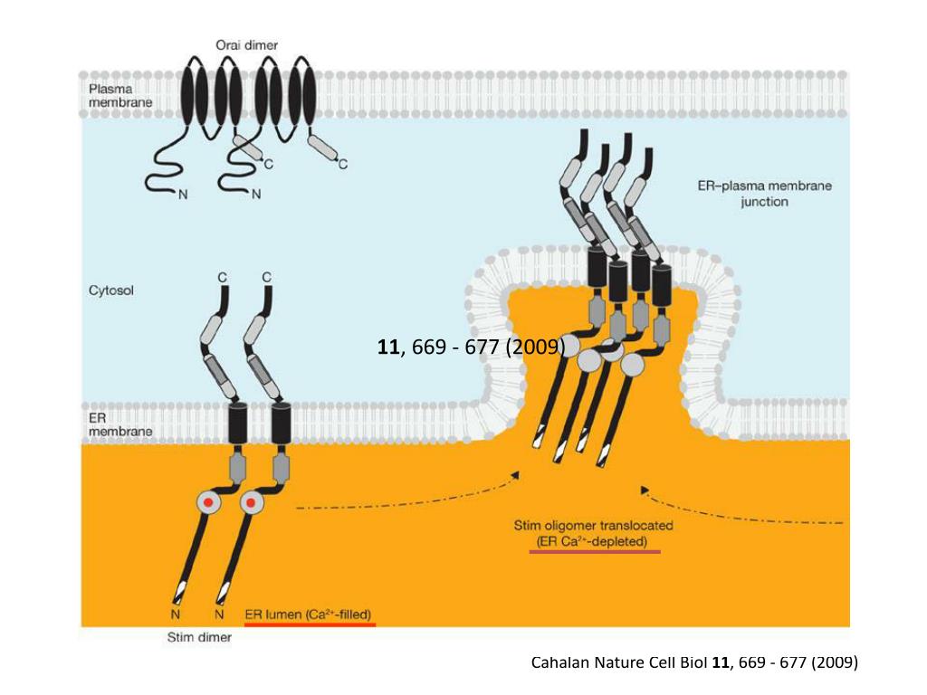 PPT - Recettori accoppiati a proteine G trimeriche (I) PowerPoint ...