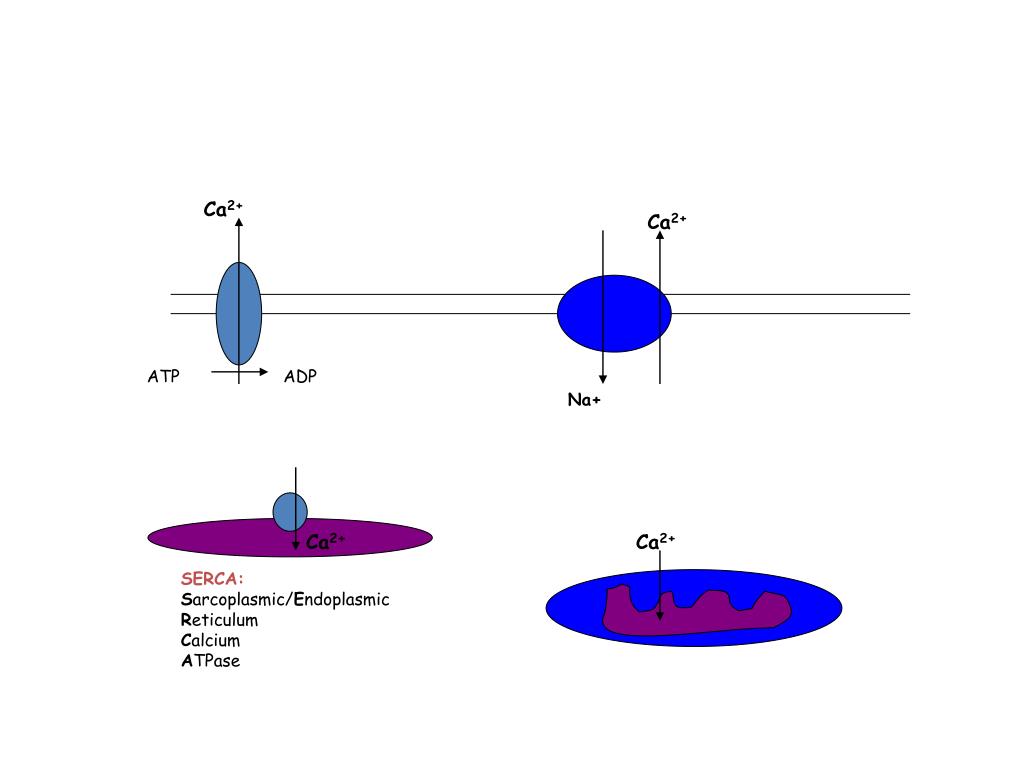 PPT - Recettori accoppiati a proteine G trimeriche (I) PowerPoint ...