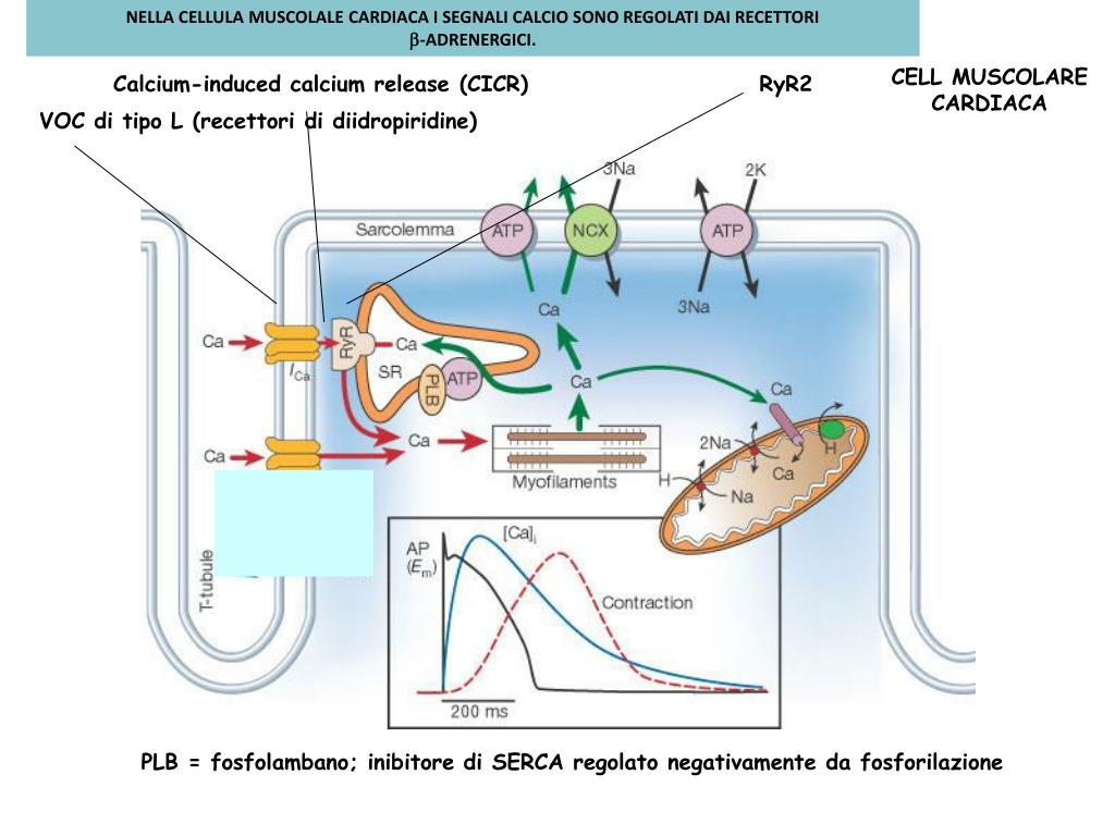 PPT - Recettori accoppiati a proteine G trimeriche (I) PowerPoint ...