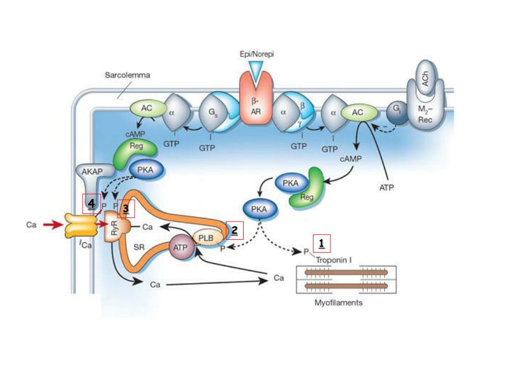PPT - Recettori accoppiati a proteine G trimeriche (I) PowerPoint ...