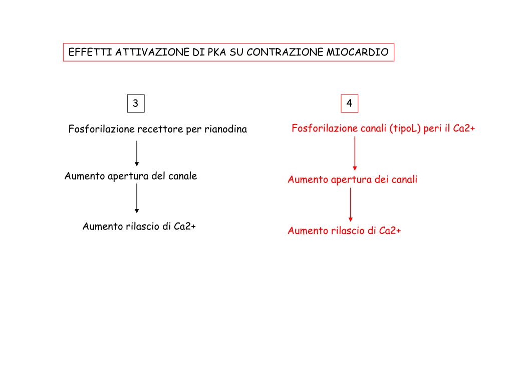 PPT - Recettori accoppiati a proteine G trimeriche (I) PowerPoint ...
