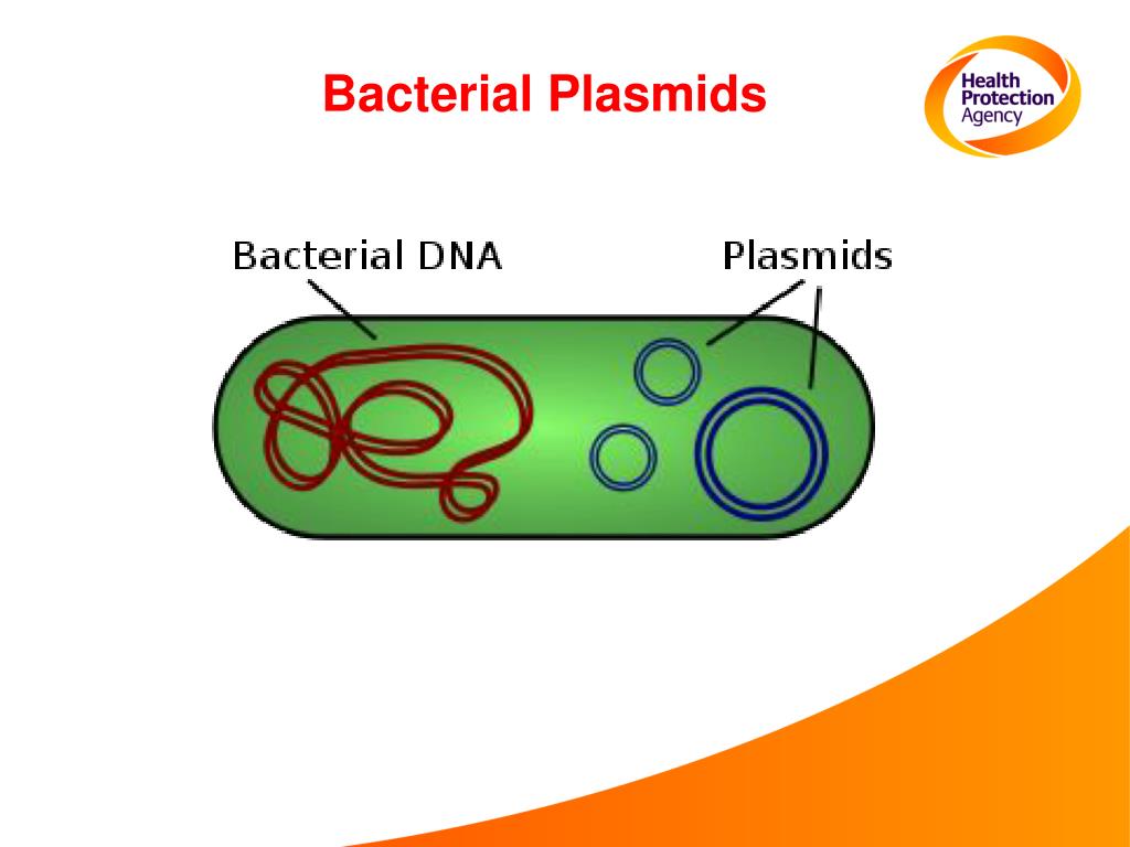 PPT - National and International Spread of Antimicrobial Resistance ...
