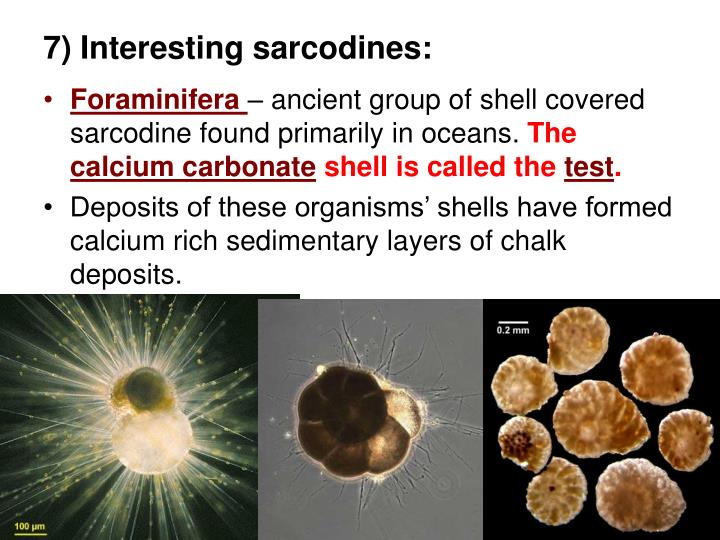 PPT - The Kingdom Protista PowerPoint Presentation - ID:1751403