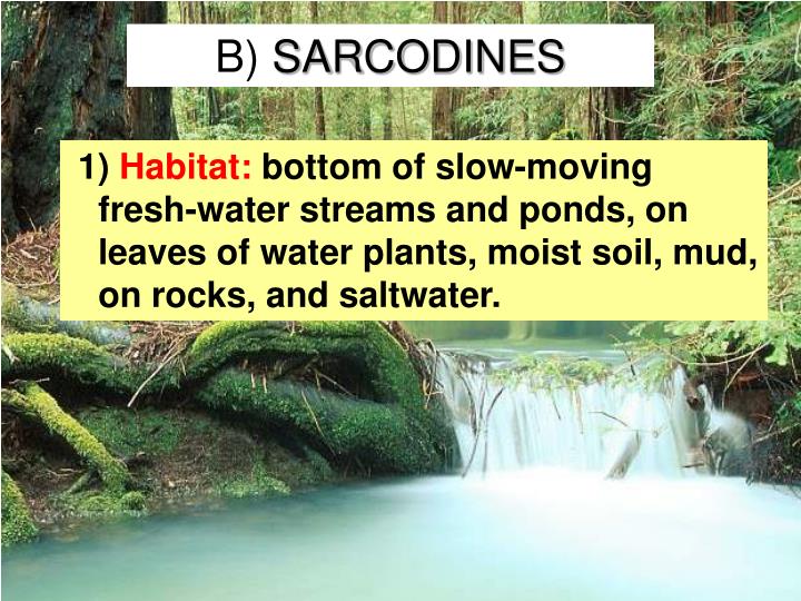 PPT - The Kingdom Protista PowerPoint Presentation - ID:1751403