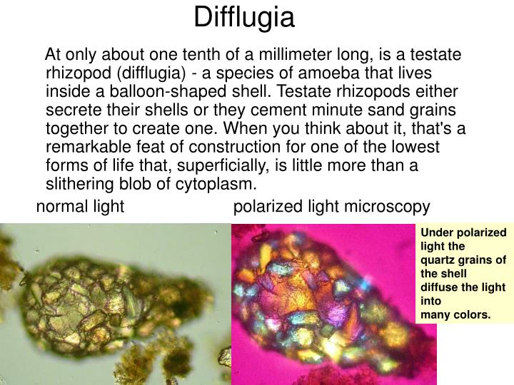 PPT - The Kingdom Protista PowerPoint Presentation - ID:1751403