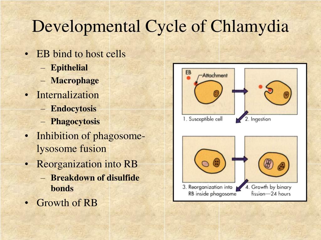 Ppt Chlamydia Powerpoint Presentation Free Download Id 1751535