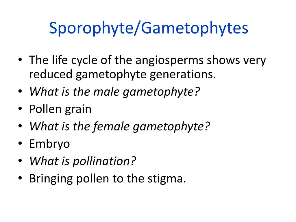 PPT - Plant Diversity II: The Evolution of Seed Plants PowerPoint ...