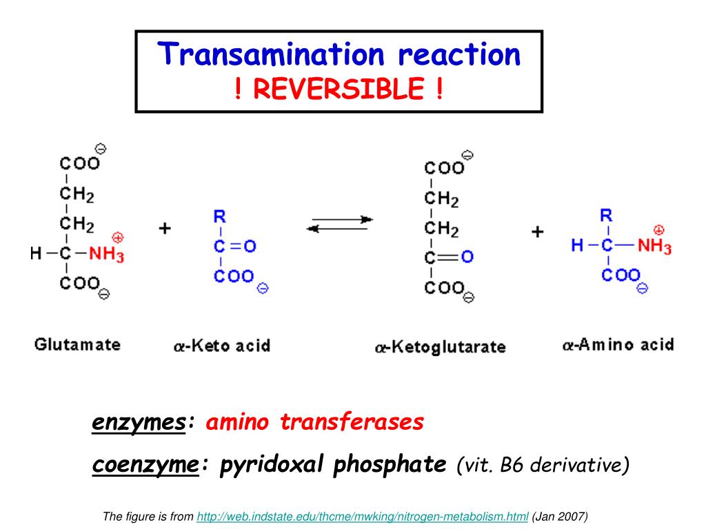 PPT - Metabolism of amino acids PowerPoint Presentation, free download ...