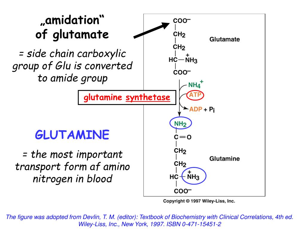PPT - Metabolism of amino acids PowerPoint Presentation, free download ...