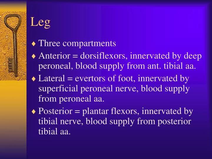 PPT - Leg PowerPoint Presentation, free download - ID:1753821