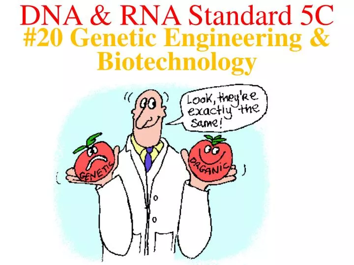PPT - #20 Genetic Engineering & Biotechnology PowerPoint Presentation ...