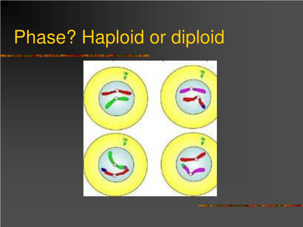 PPT - Meiosis and Sexual Reproduction PowerPoint Presentation, free ...