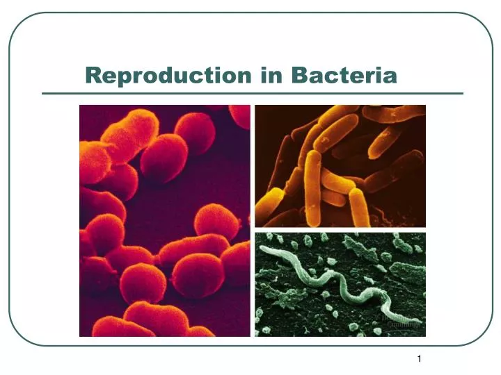 PPT - Reproduction in Bacteria PowerPoint Presentation, free download ...