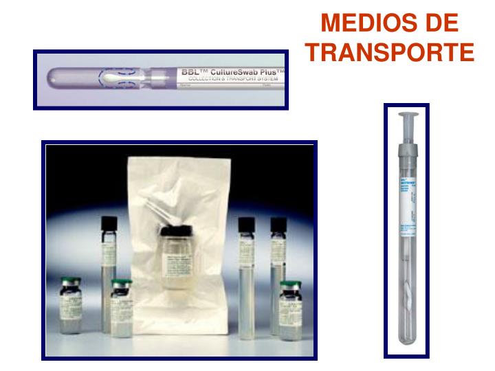 PPT - BACTERIAS ANAEROBIAS PowerPoint Presentation - ID:1754821