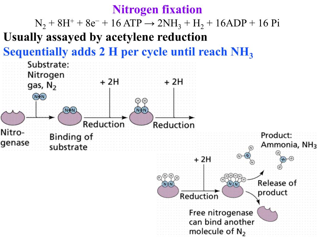 PPT - Pathogens Agrobacterium tumefaciens Agrobacterium rhizogenes Pseudomonas syringeae ...