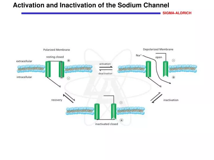 PPT - Activation and Inactivation of the Sodium Channel PowerPoint ...