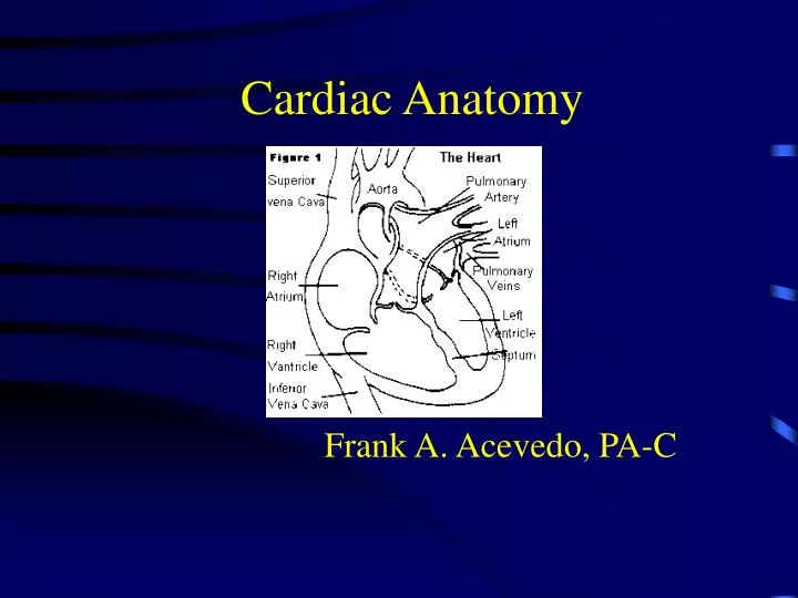 PPT - Cardiac Anatomy PowerPoint Presentation, free download - ID:1755404