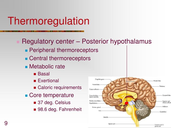 PPT - Environmental Emergencies PowerPoint Presentation - ID:1755761