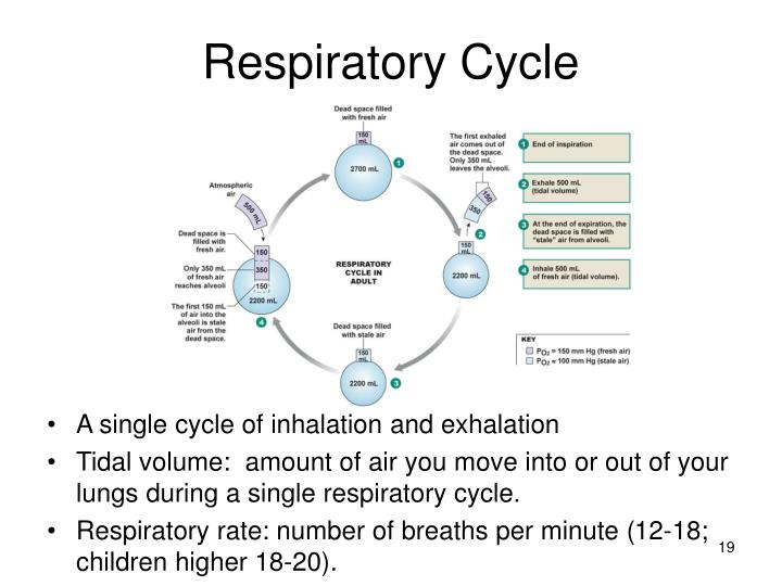 PPT - Pulmonary Ventilation PowerPoint Presentation - ID:1755826