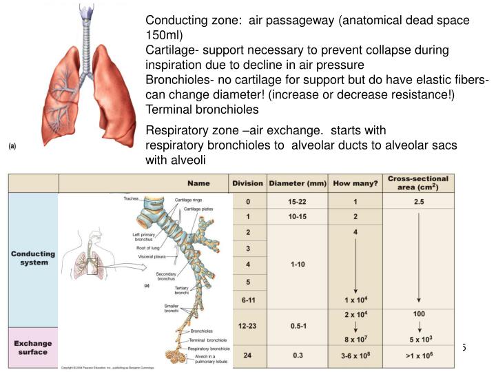 PPT - Pulmonary Ventilation PowerPoint Presentation - ID:1755826