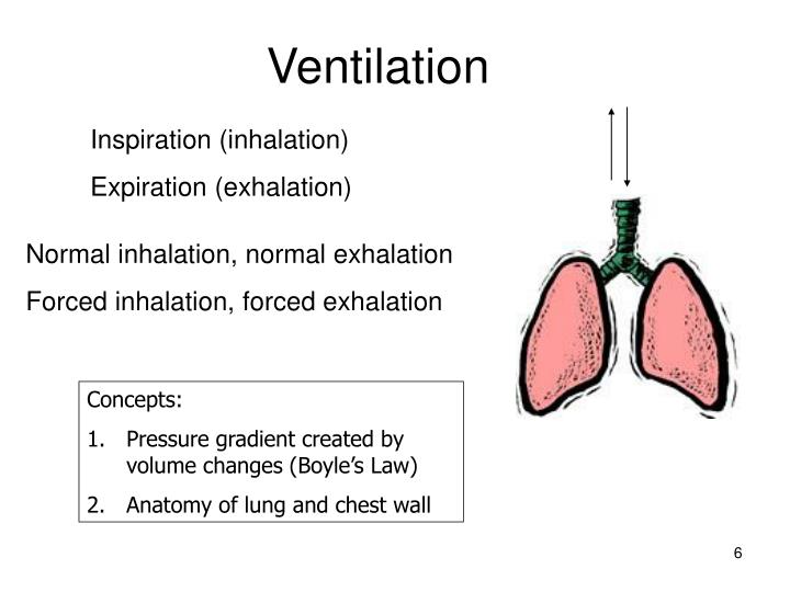 PPT - Pulmonary Ventilation PowerPoint Presentation - ID:1755826