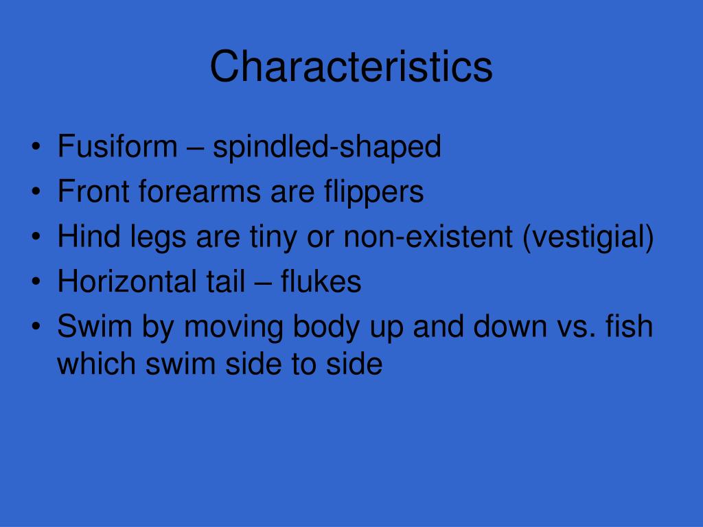 PPT - Order Cetacea Dolphins, Porpoises and Whales PowerPoint ...