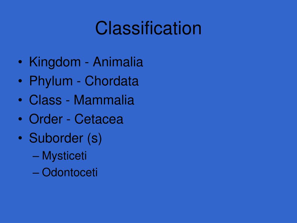 PPT - Order Cetacea Dolphins, Porpoises and Whales PowerPoint ...