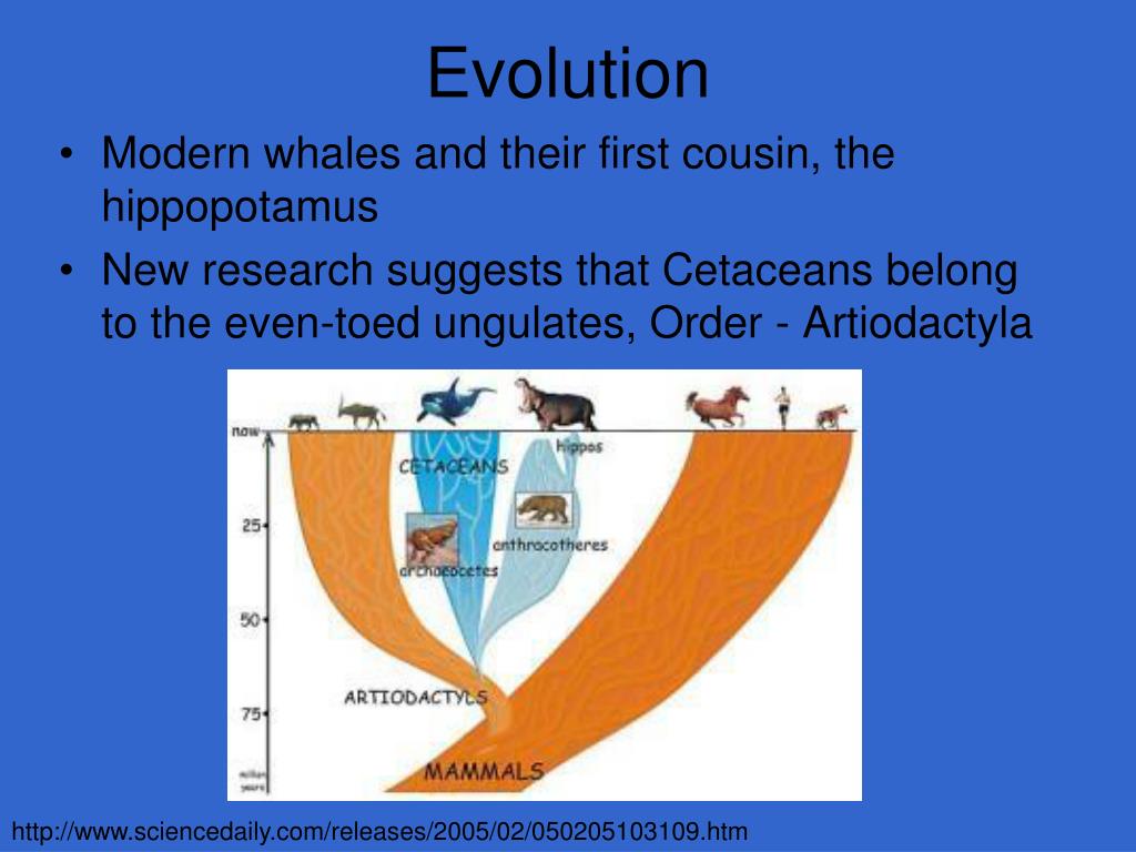 PPT - Order Cetacea Dolphins, Porpoises and Whales PowerPoint ...