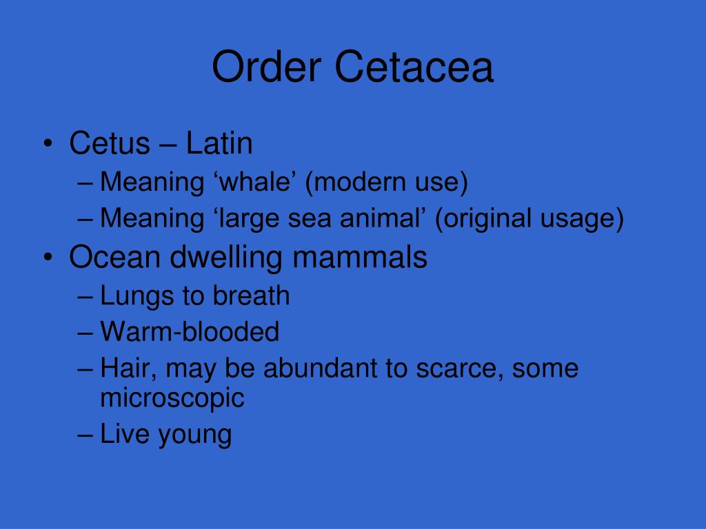 PPT - Order Cetacea Dolphins, Porpoises and Whales PowerPoint ...