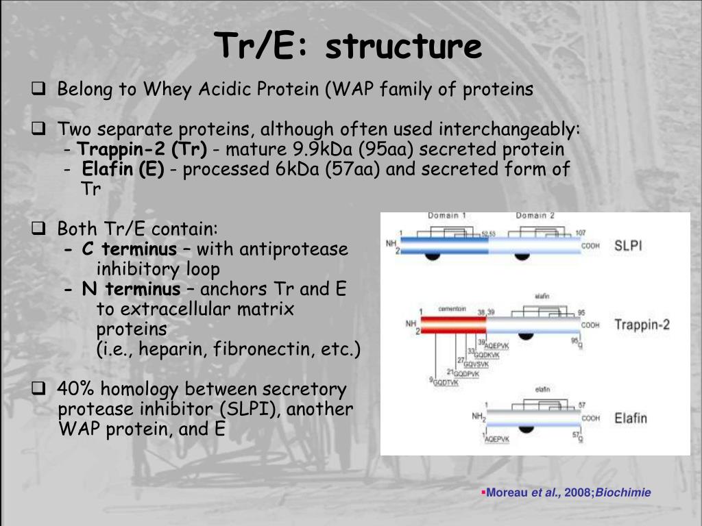 PPT - Anti-HIV-1 Activity of Elafin Depends on its Nuclear Localization ...