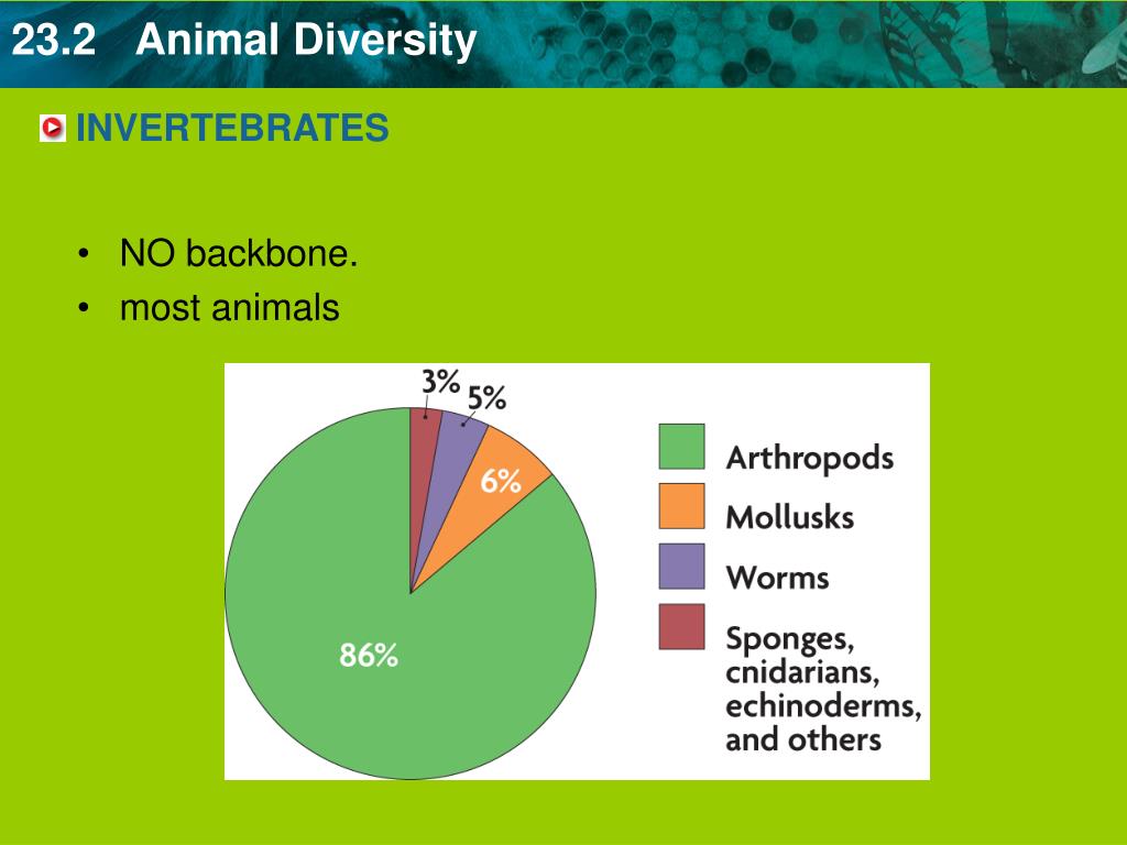 PPT - 9-1 vocab vertebrate : animal with a backbone endoskeleton ...