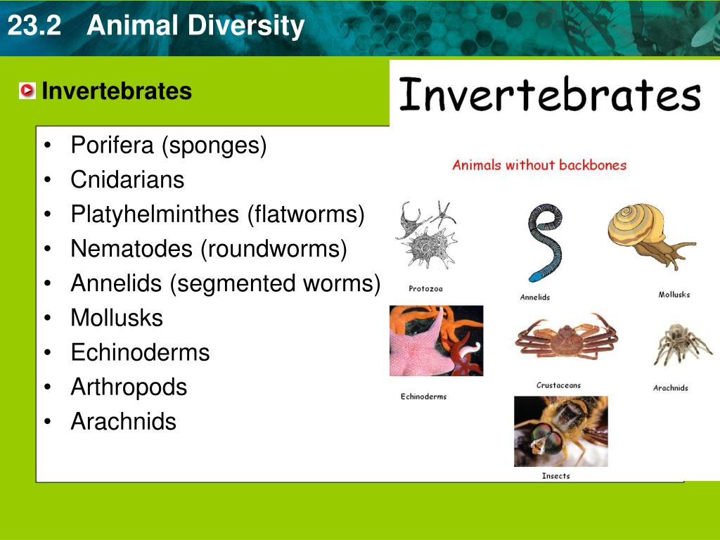 PPT - 9-1 vocab vertebrate : animal with a backbone endoskeleton ...