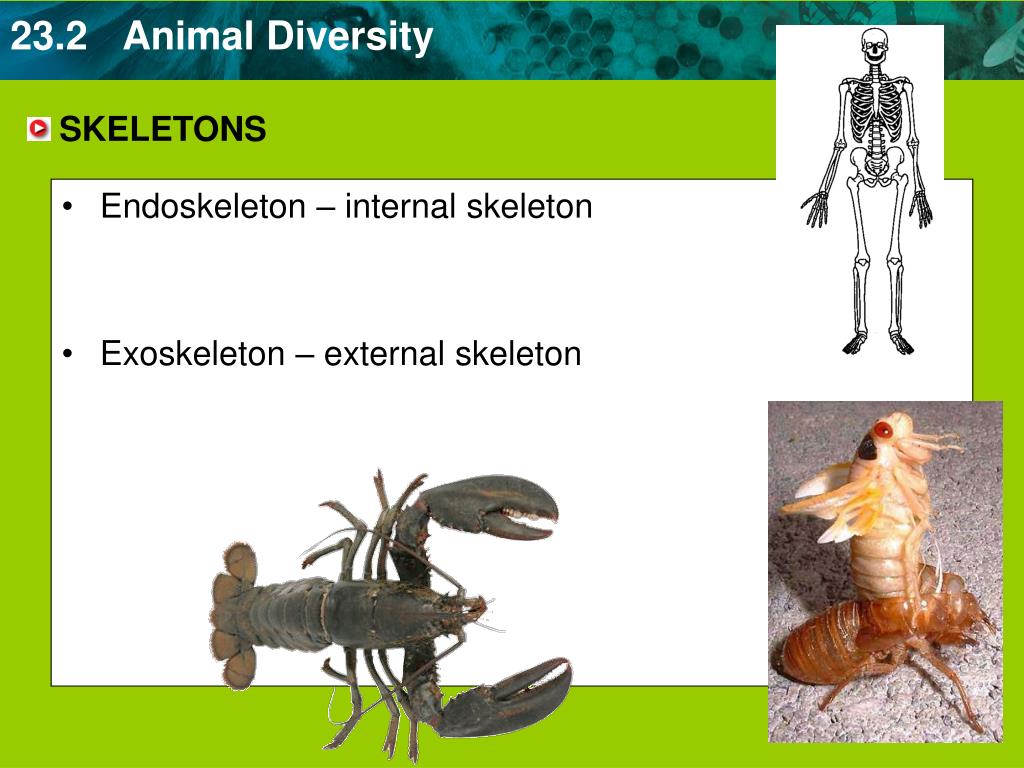 PPT - 9-1 vocab vertebrate : animal with a backbone endoskeleton ...