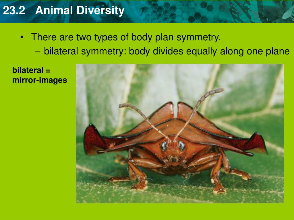 PPT - 9-1 vocab vertebrate : animal with a backbone endoskeleton ...