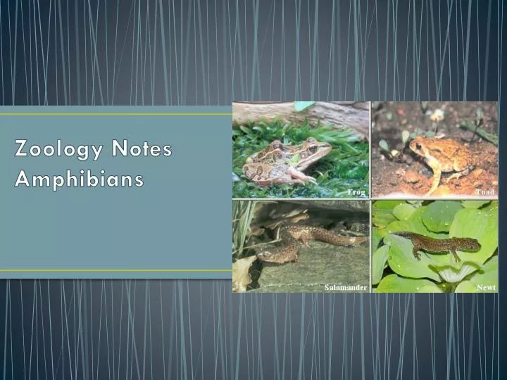 PPT - Zoology Notes Amphibians PowerPoint Presentation, free download ...