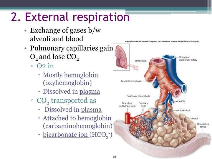 PPT - RESPIRATION PowerPoint Presentation - ID:1757215