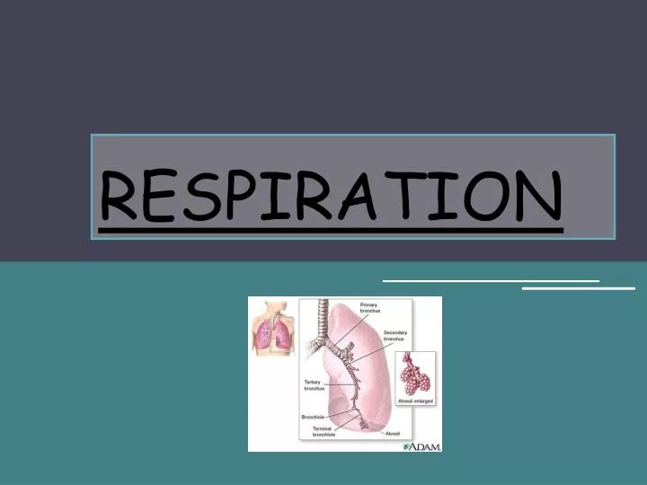 PPT - RESPIRATION PowerPoint Presentation, free download - ID:1757215
