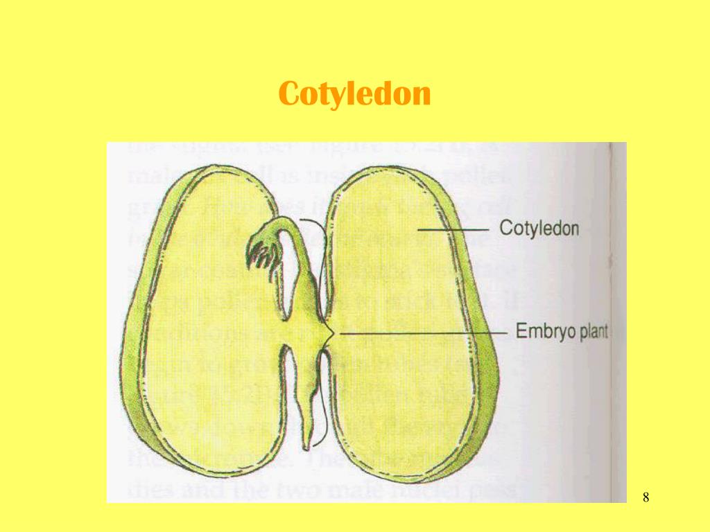 PPT - SEXUAL REPRODUCTION IN PLANTS PowerPoint Presentation, free ...