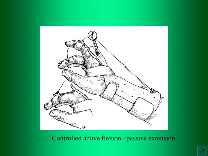 PPT - Tendon injuries PowerPoint Presentation - ID:1758372