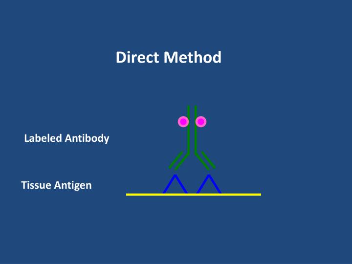 PPT - Immunohistochemistry PowerPoint Presentation - ID:1758480