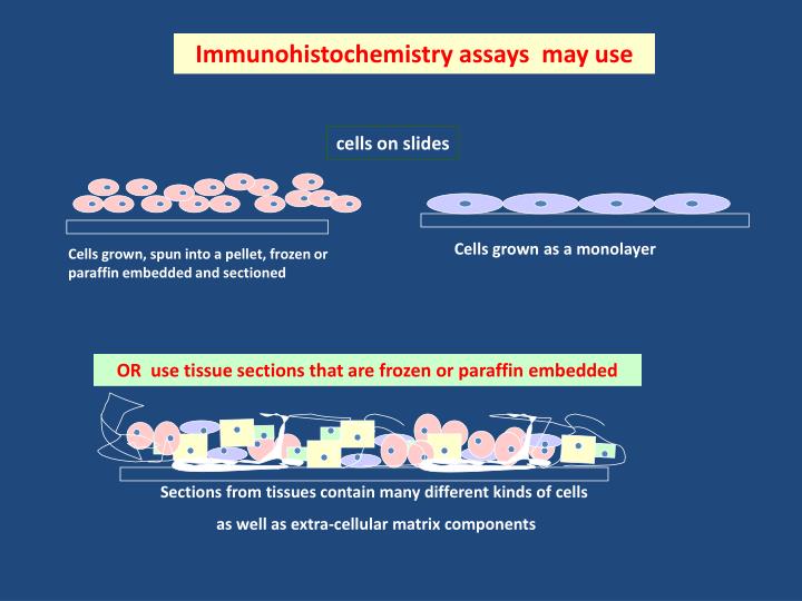 PPT - Immunohistochemistry PowerPoint Presentation - ID:1758480