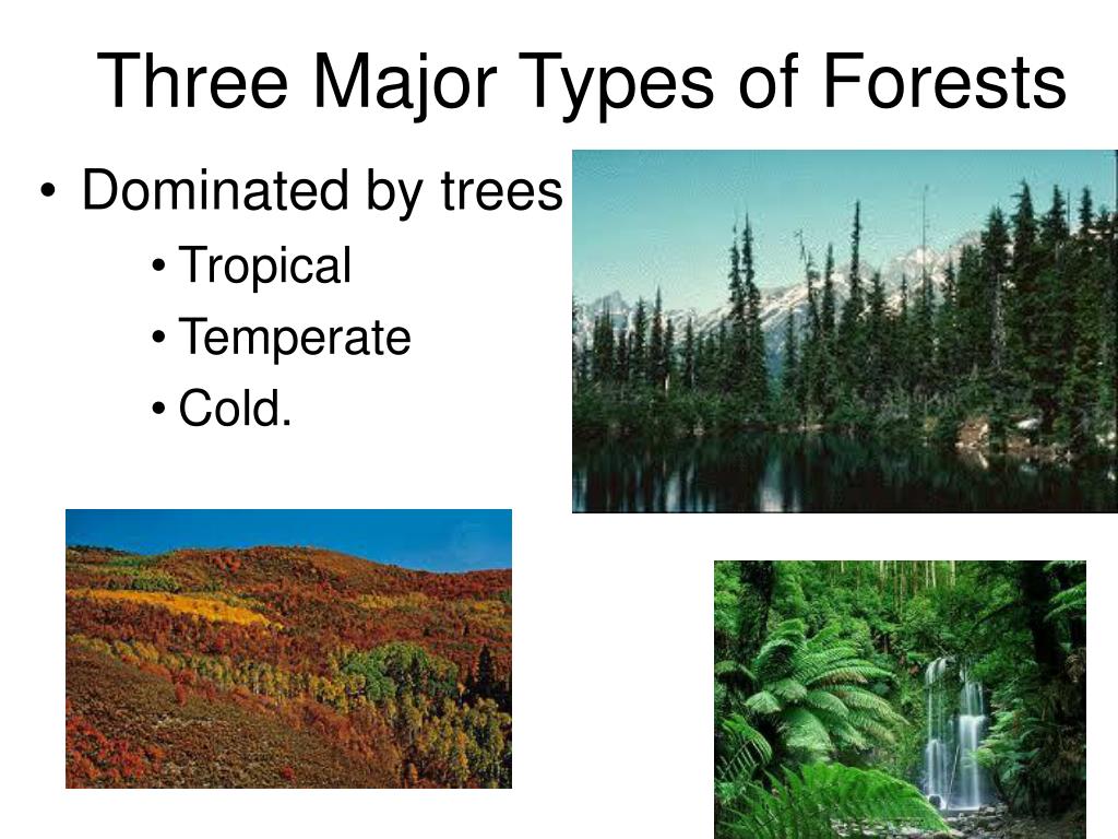 What Are The Three Types Of Forests As Identified By Forest Department ... What Are The Three Types Of Forests As Identified By Forest Department ...