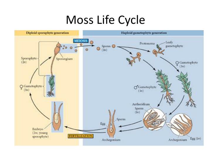 PPT - Chapter 22: Plant Diversity PowerPoint Presentation - ID:1758867