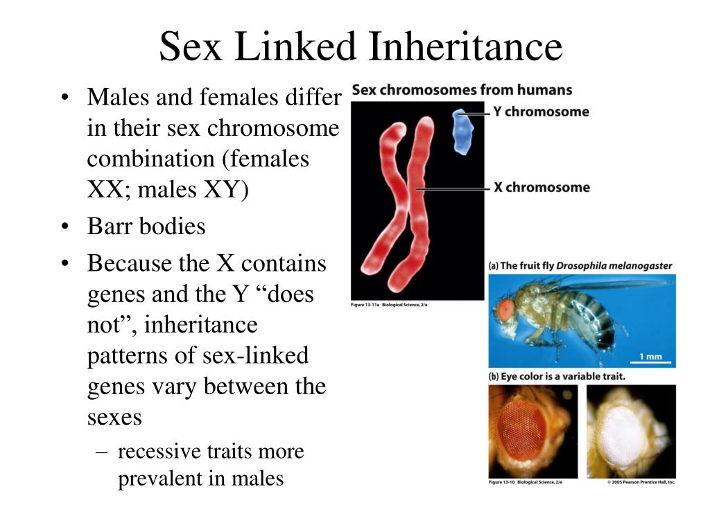 Ppt General Genetics Powerpoint Presentation Free Download Id 1759062