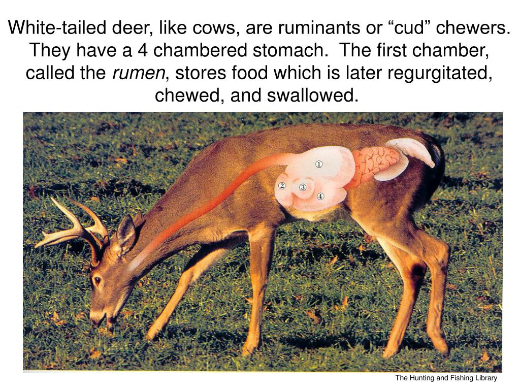 PPT - White-tailed Deer Biology and Adaptations PowerPoint Presentation ...