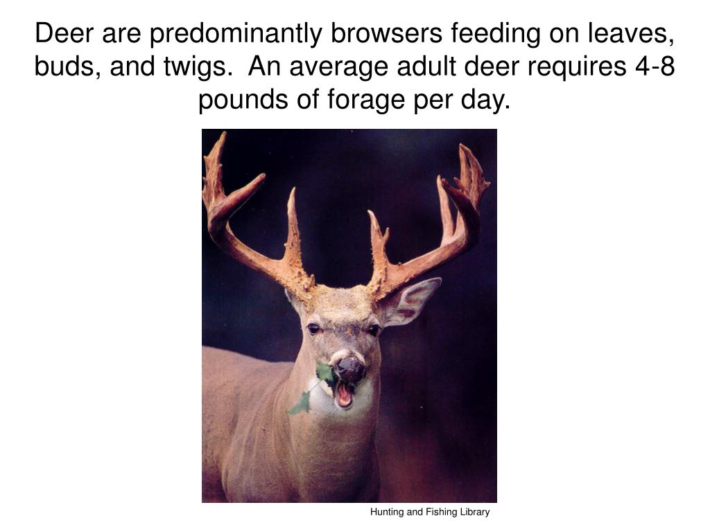 PPT - White-tailed Deer Biology and Adaptations PowerPoint Presentation ...