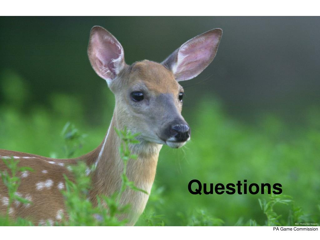 PPT - White-tailed Deer Biology and Adaptations PowerPoint Presentation ...