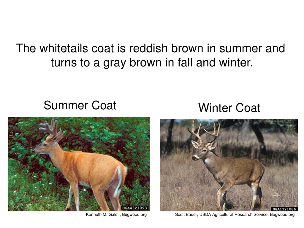 PPT - White-tailed Deer Biology and Adaptations PowerPoint Presentation ...